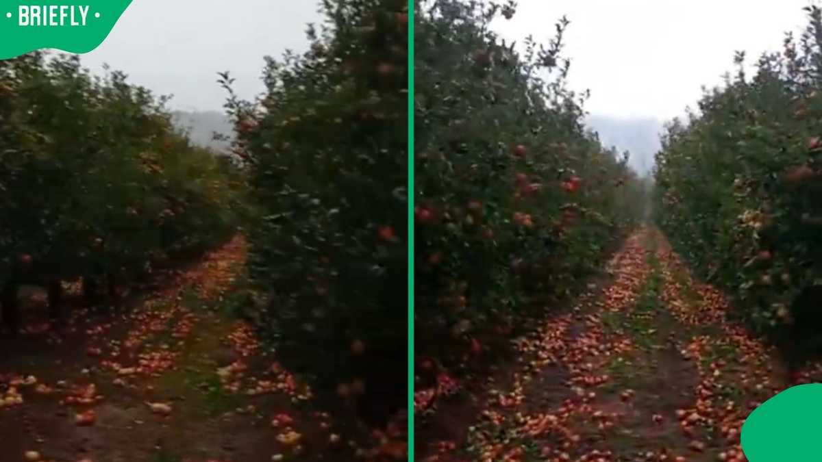 Western Cape storm destroys Grabouw apple farms, leaves SA devastated