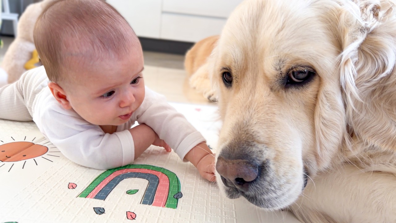 Baby training looks better with a golden retriever