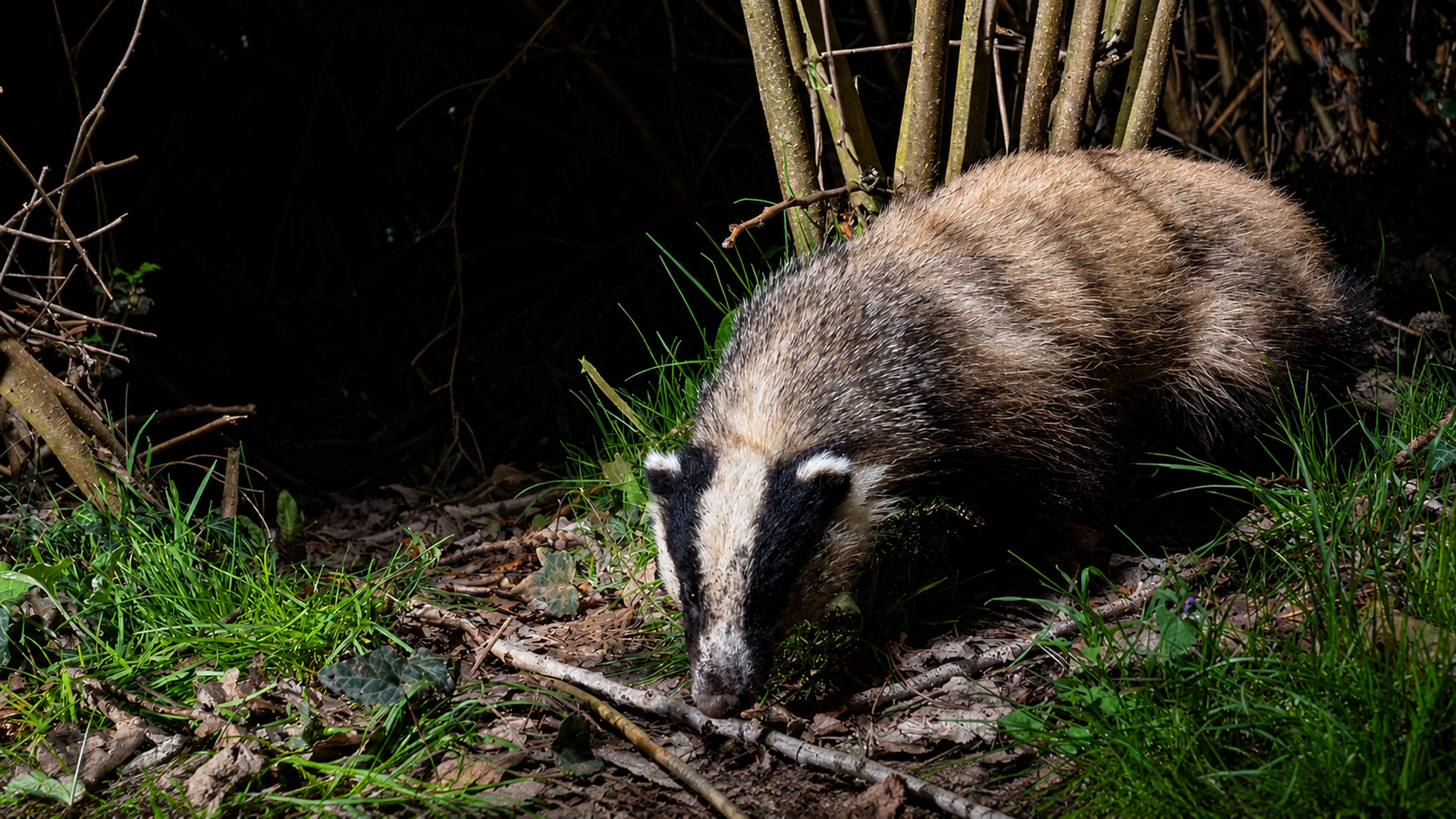 Wildlife camera reveals hidden nighttime visitors