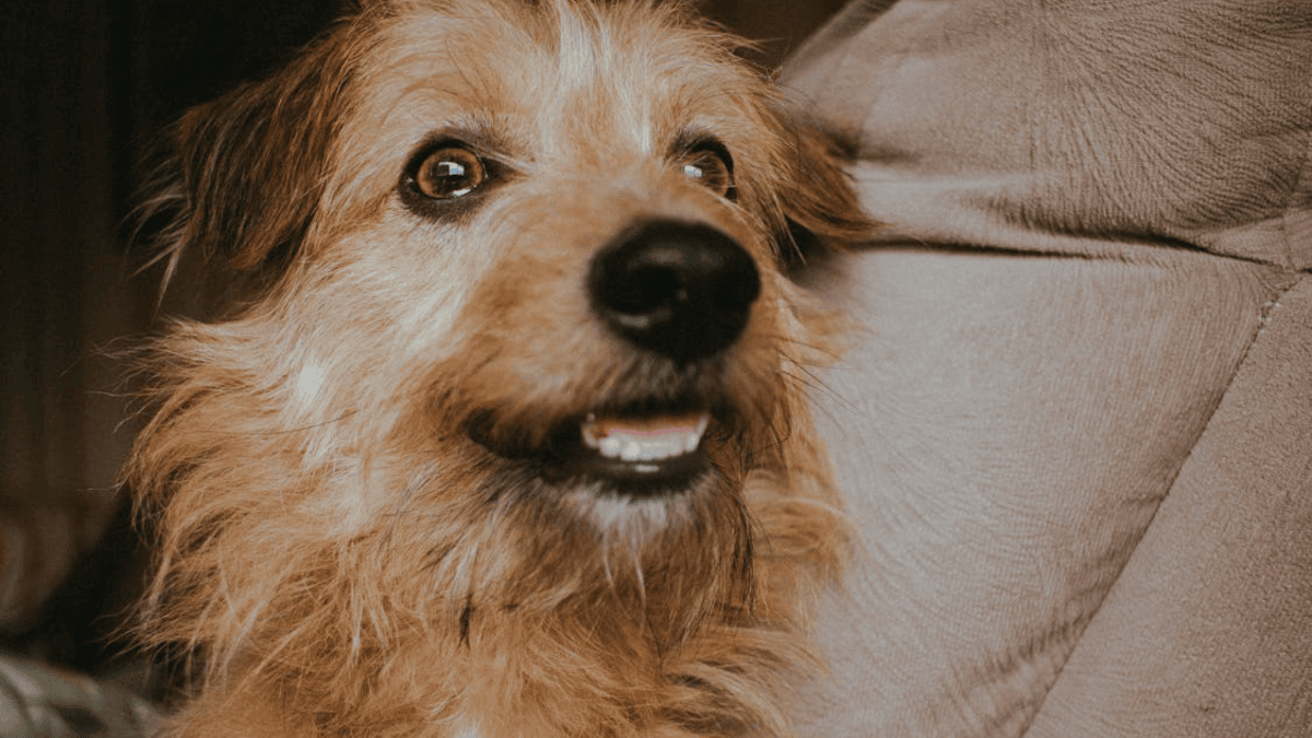 9 signs your dog is trying to communicate with you
