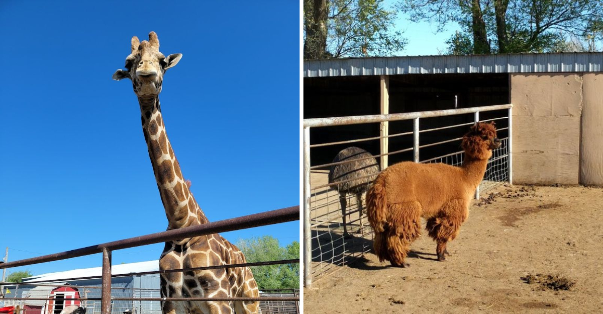 You don’t need a passport to see giraffes and camels at this Kansas farm