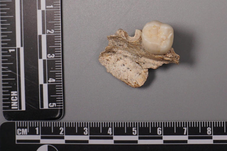 Ancient teeth reveal early humans mated with ancestor Homo erectus