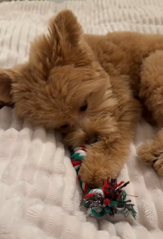 Pomapoo puppy wants his toy: Cute dog moments and playtime behavior