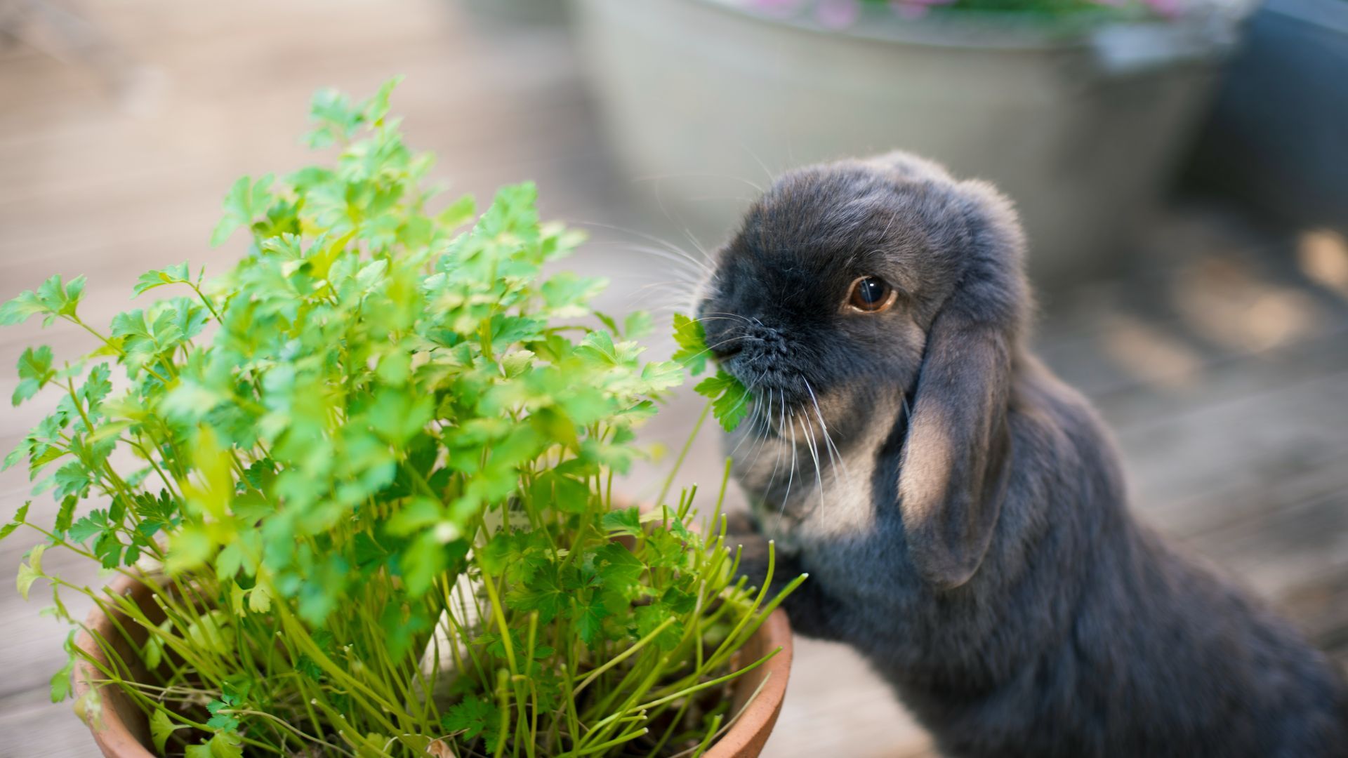 Surprising things rabbits can eat