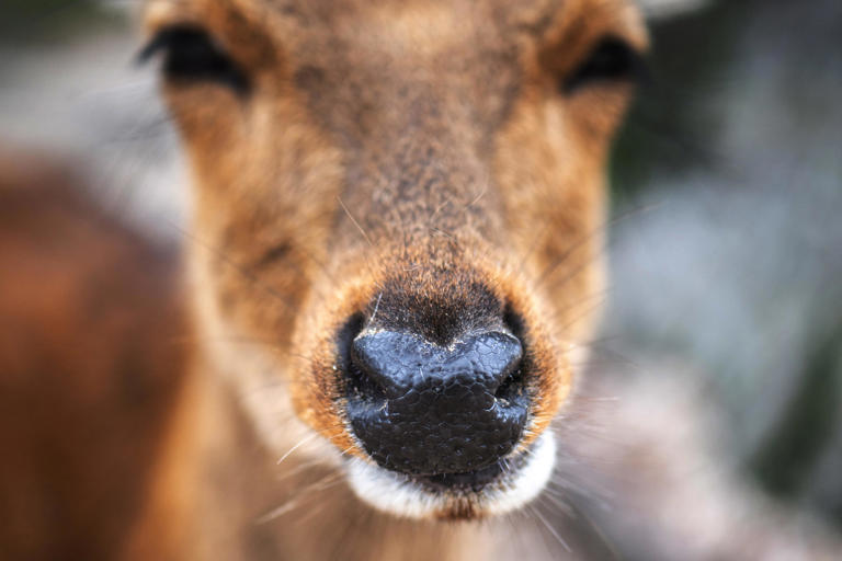 French police warn of 'drunk' deer due to 'forest aperitif' with ...