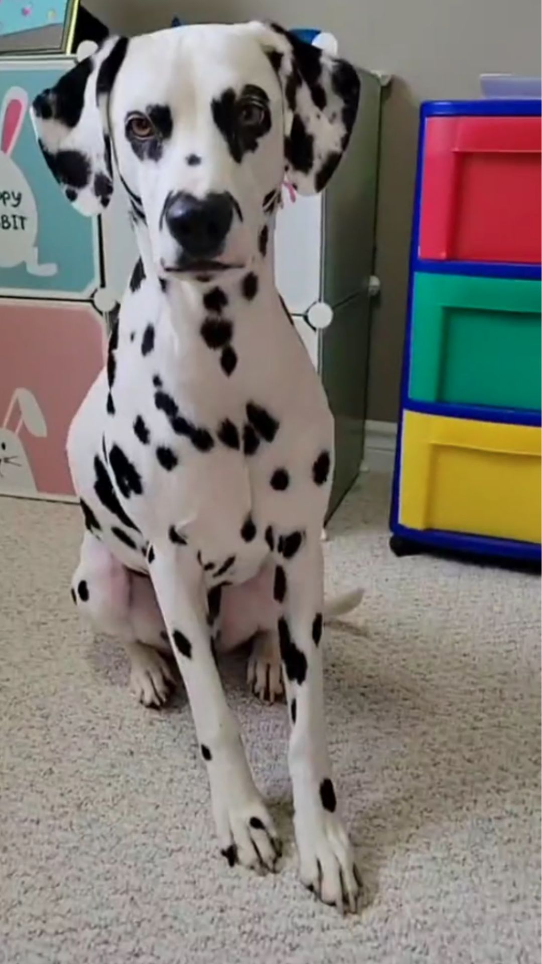 This sweet dog moment is melting hearts everywhere