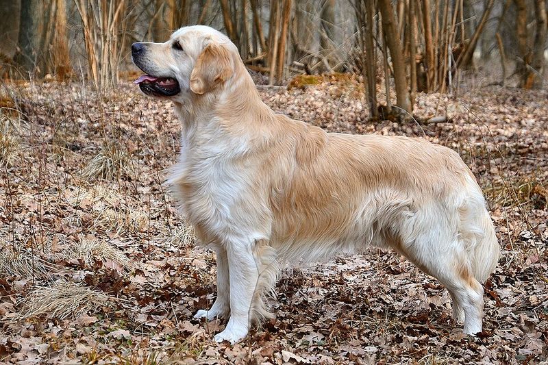 12 protective dog breeds that treat children like their own pack