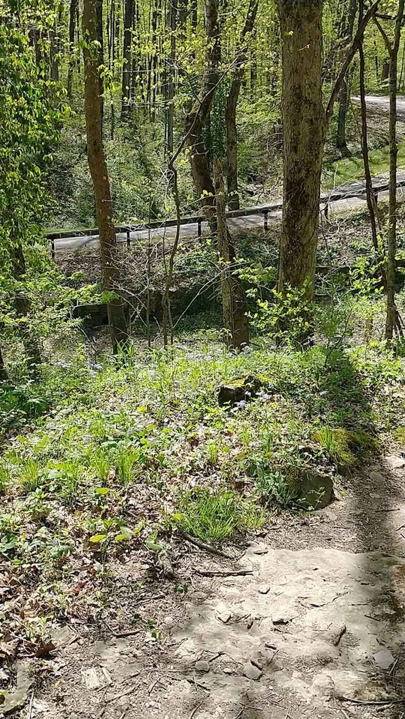 This 260-acre Indiana landmark features secret 1830s mill ruins and ...