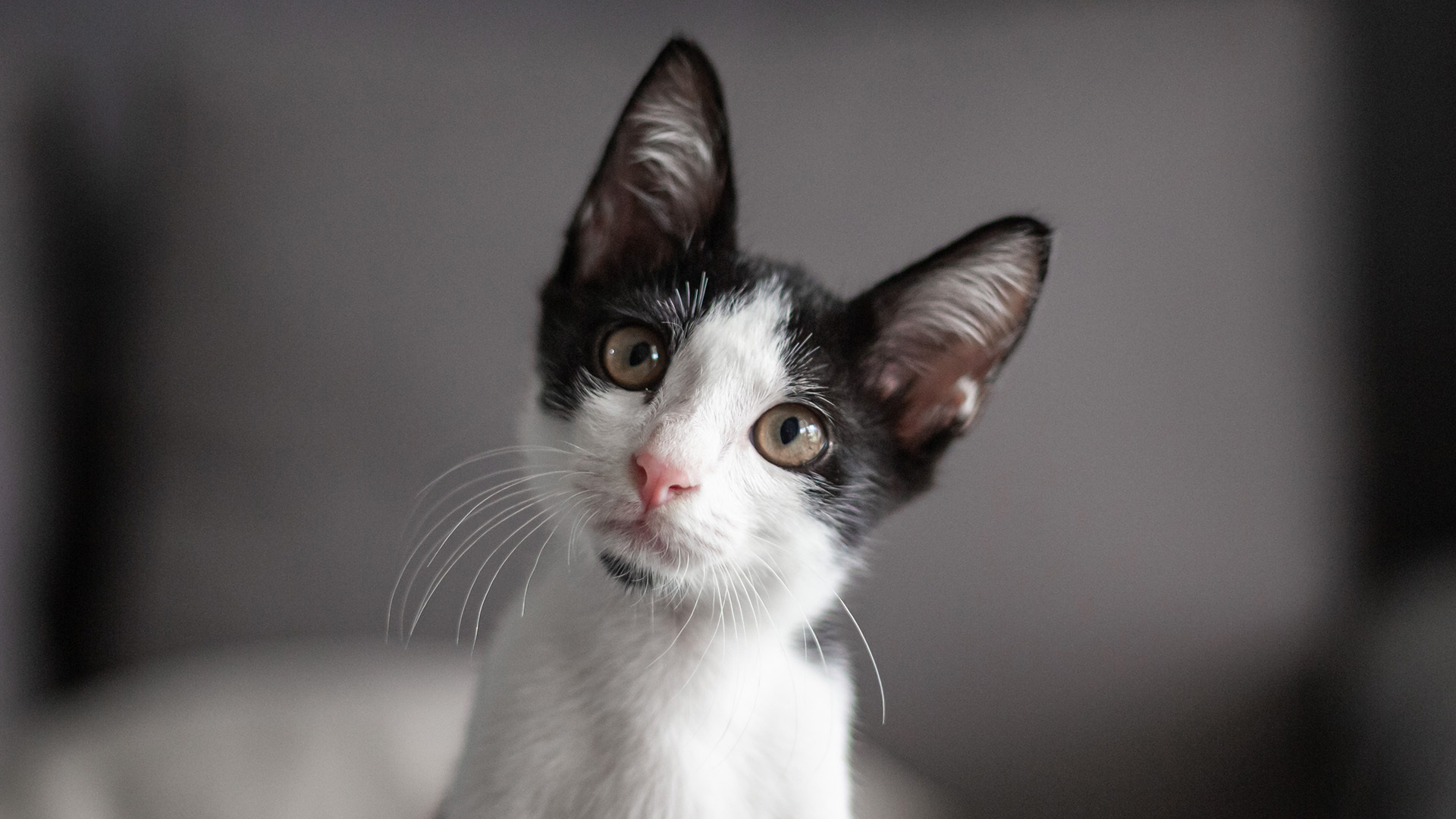 These funny cat habits actually have meaning