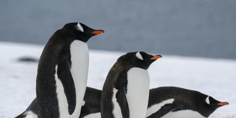 Scientists were studying three species of penguins. They were shocked ...