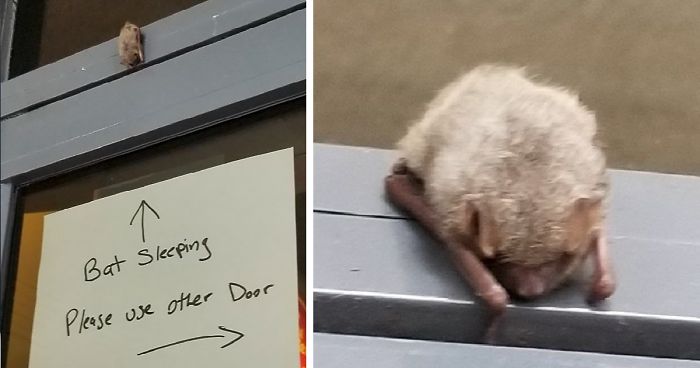 48 funny animal snapchats that may leave you with the biggest smile