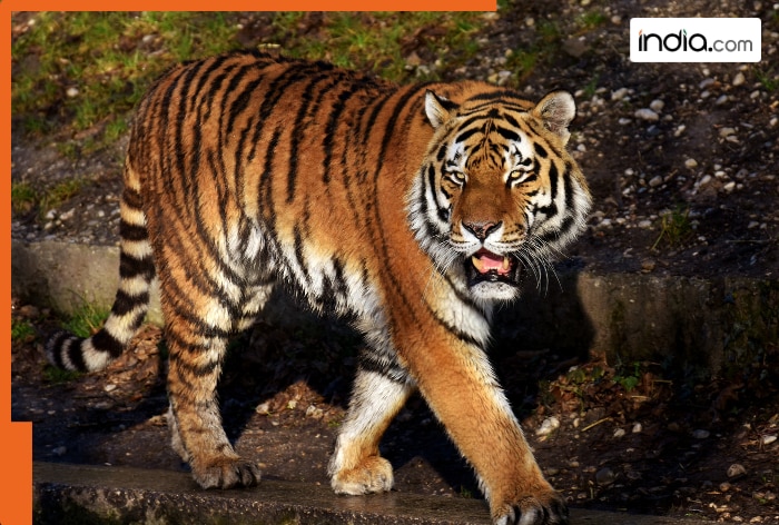 Why 'Pujari', the tiger of MP's Bandhavgarh Reserve is in news? Know ...