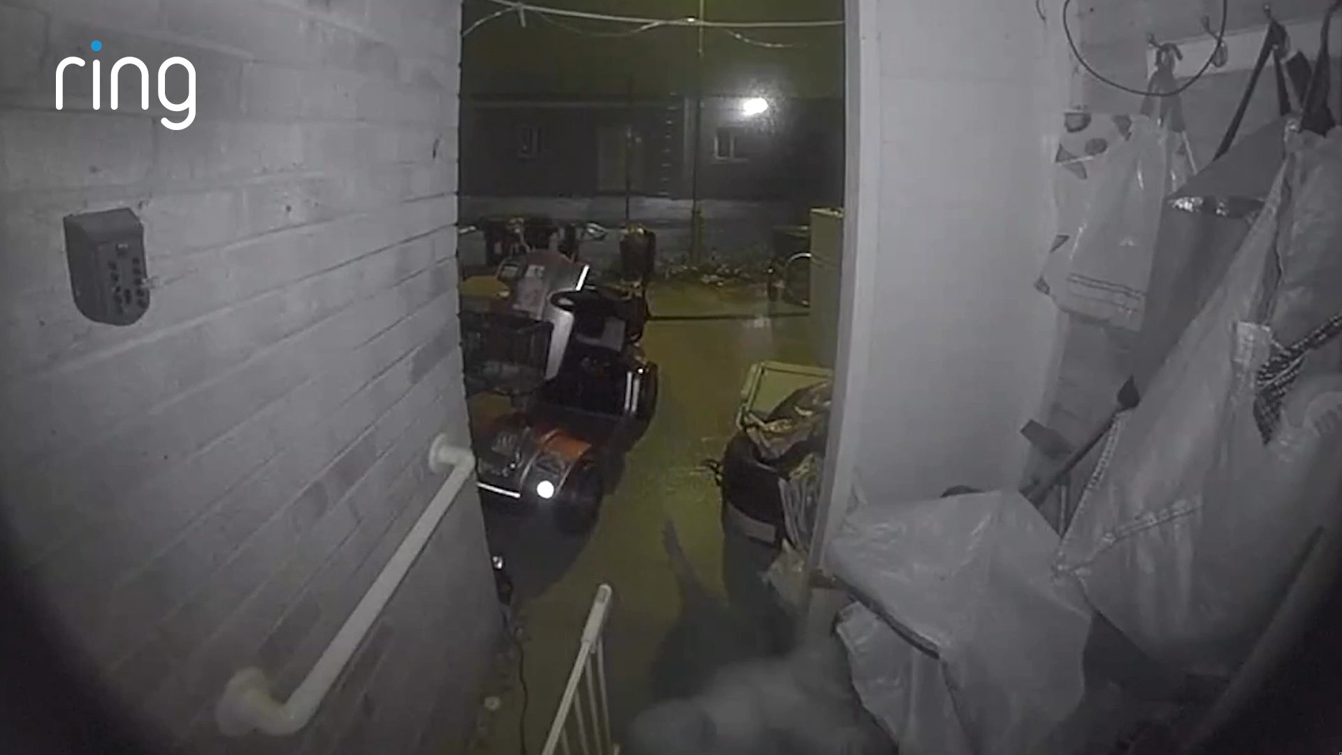 Dog Breaks Out Of House, Heads Next Door Neighbor’s For One Adorable Reason