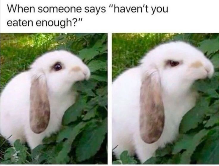 21 funny bunny memes hopping in to save your Wednesday