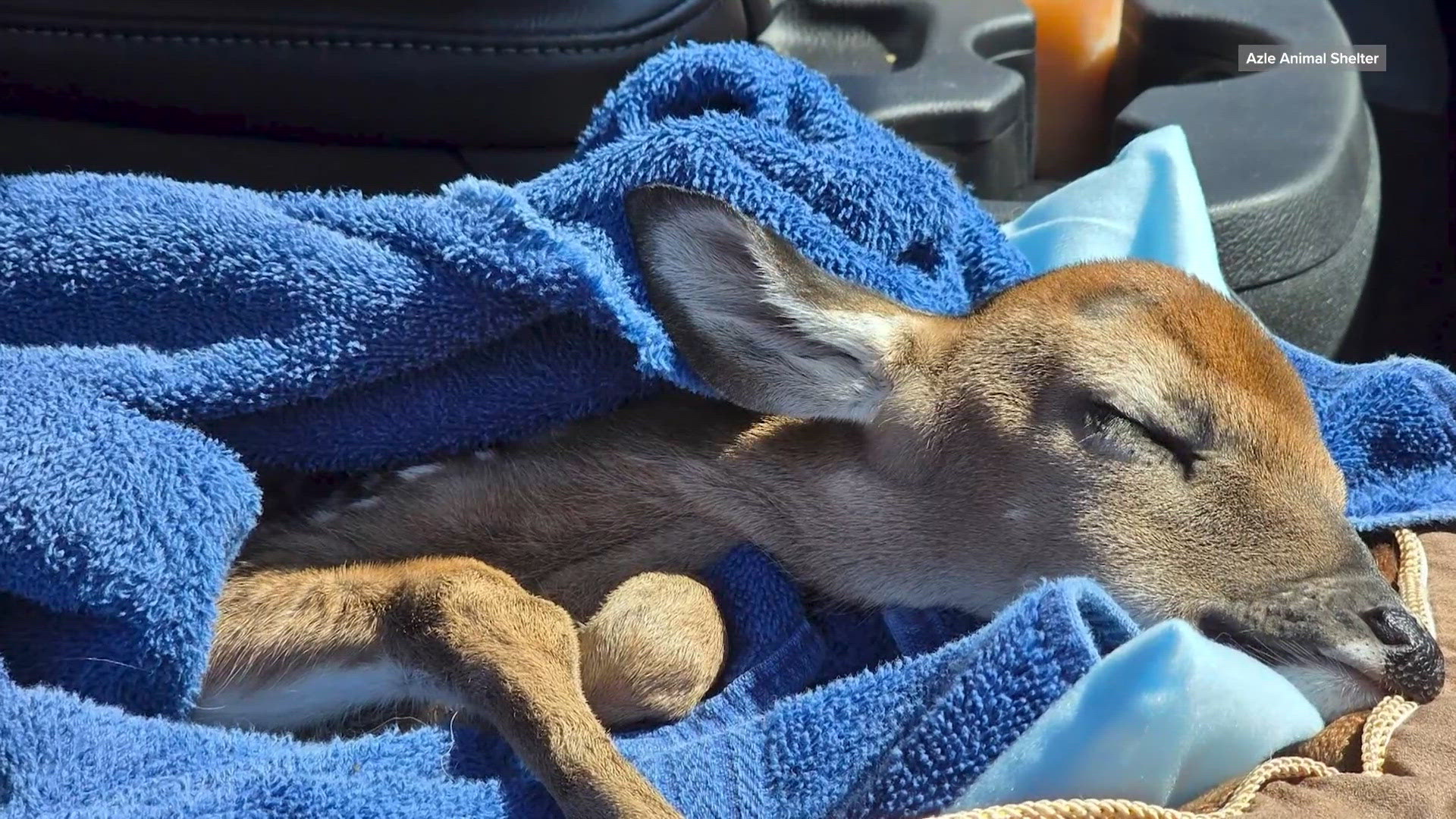 Azle firefighters rescued a tiny fawn in distress