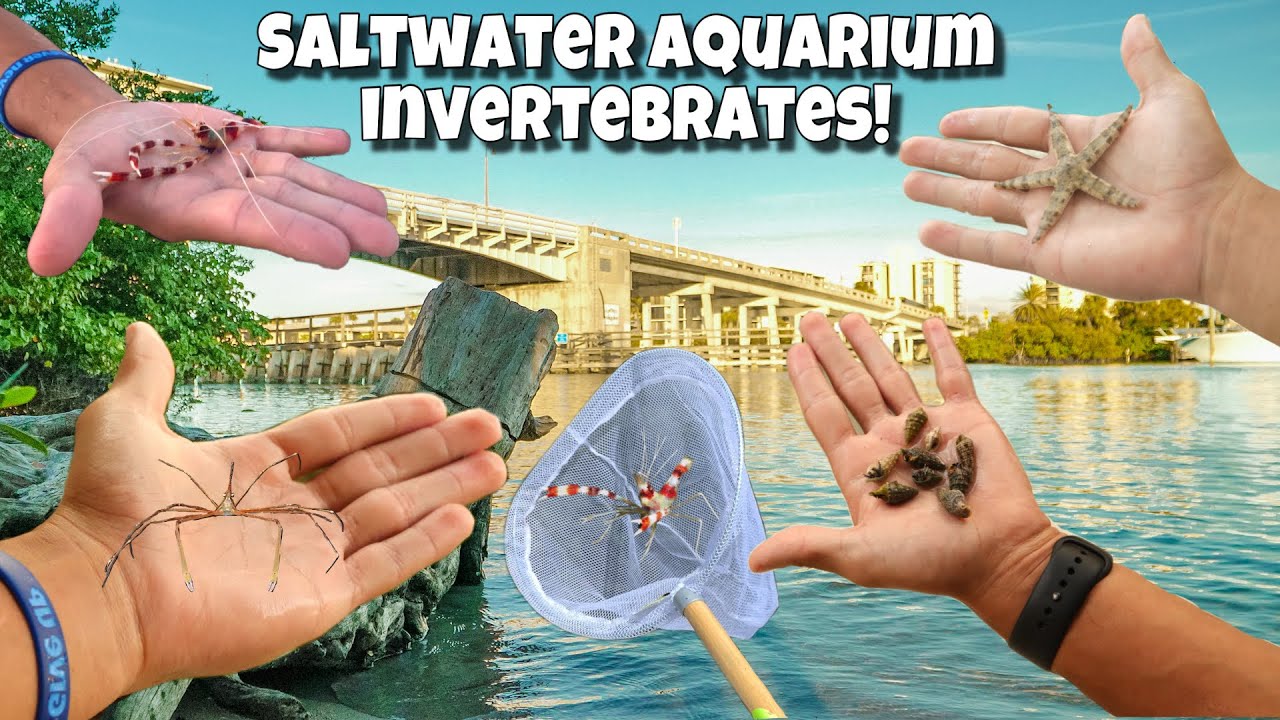 Catching exotic creatures for my aquarium 2
