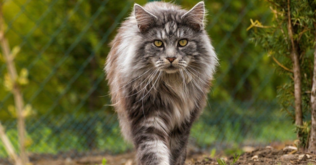 The largest domestic cat on Earth is bigger than some wild cats