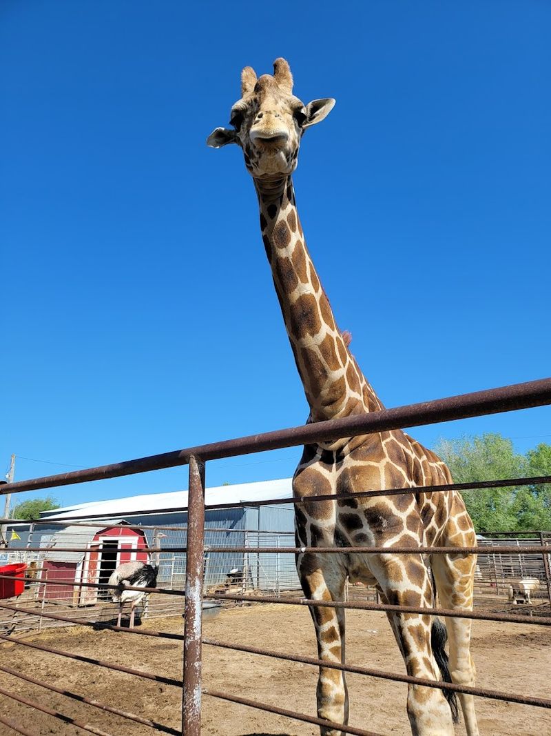 You don’t need a passport to see giraffes and camels at this Kansas farm