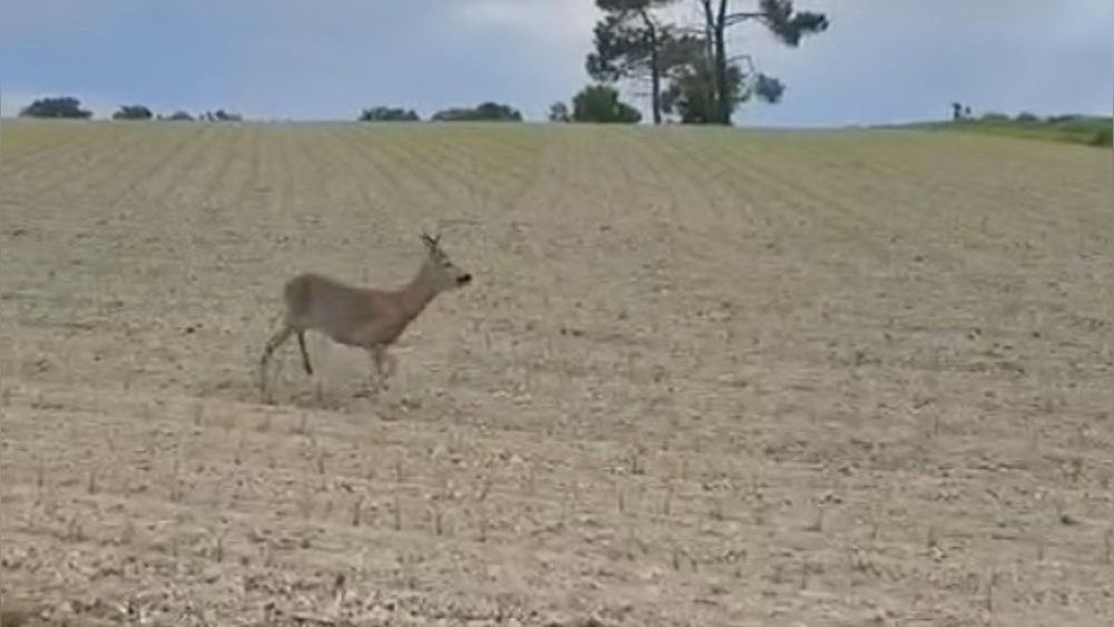 Drunk deer: Police issue warning after bizarre scenes on the roadside