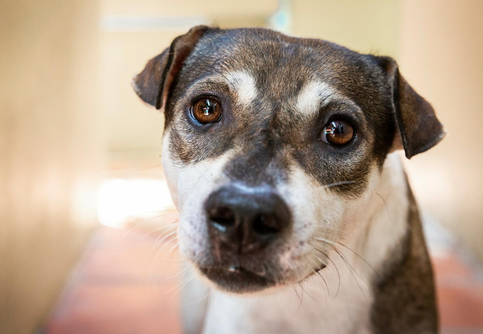 Rescue dog becomes depressed as owner packs to move—then realizes he’s ...