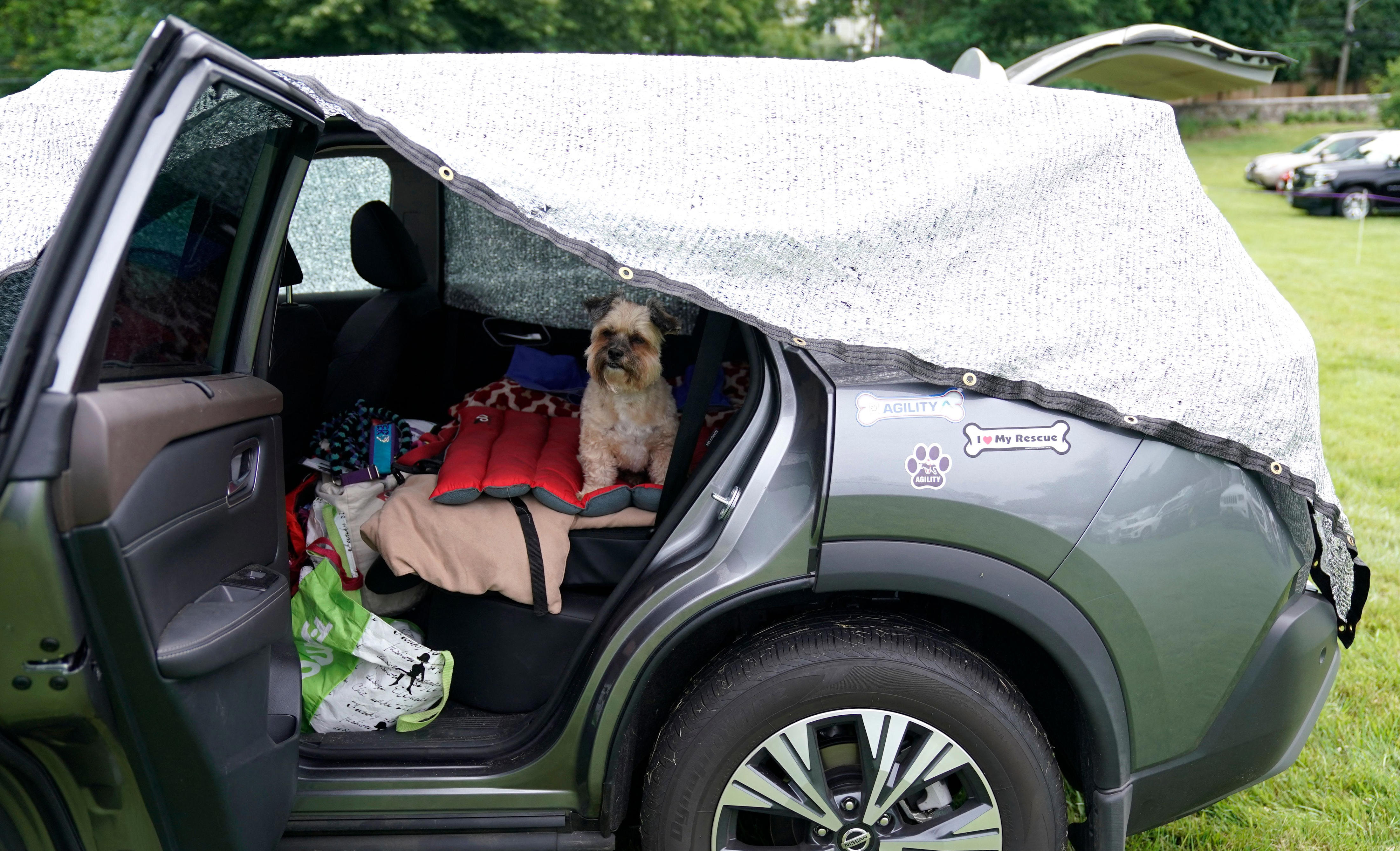 Road tripping with pets? It starts with these Amazon Pet Days deals