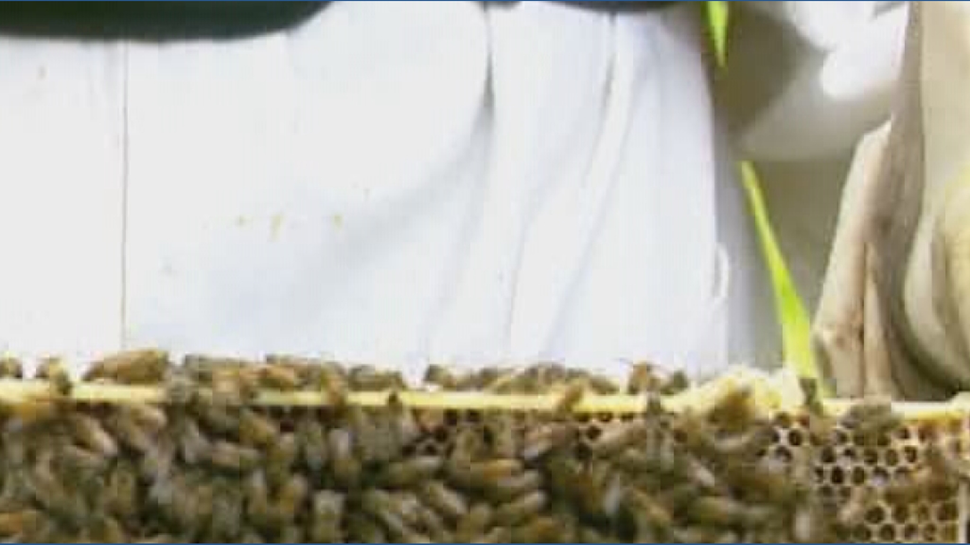 Bee Day Festival returns to Adrian, Michigan