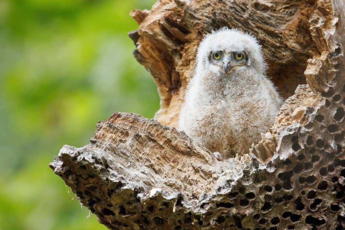 Rescue team returns baby great horned owl Tootsie to tree in creative ...