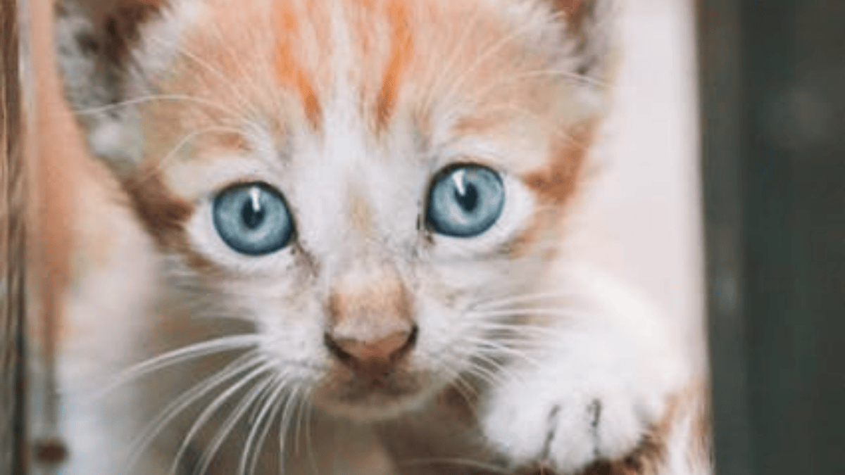 7 things your cat only does when it completely trusts you