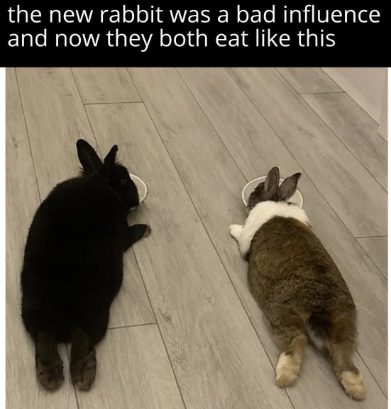 21 funny bunny memes hopping in to save your Wednesday