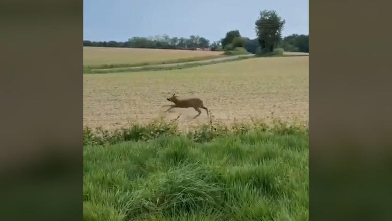 Deer appears 'drunk' in video after eating fermented fruits