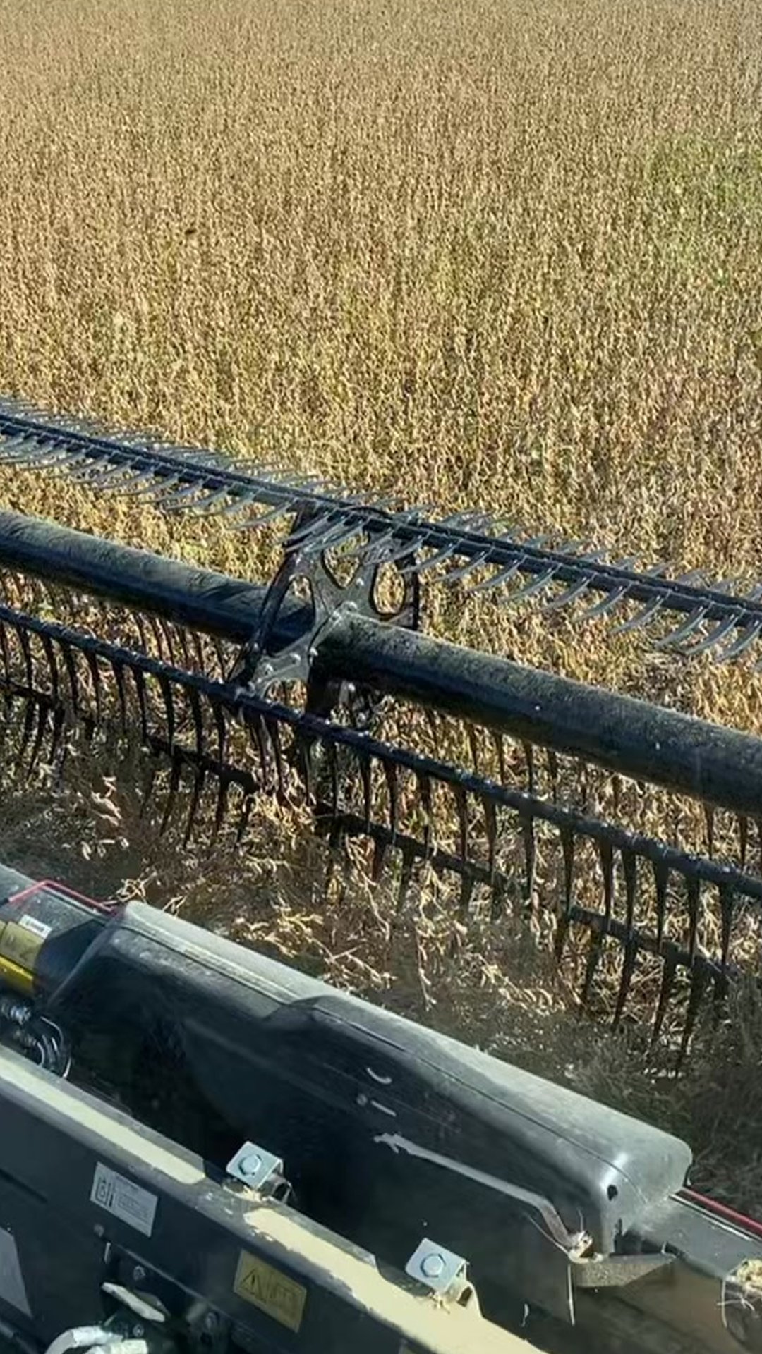 I’m the boss on the farm