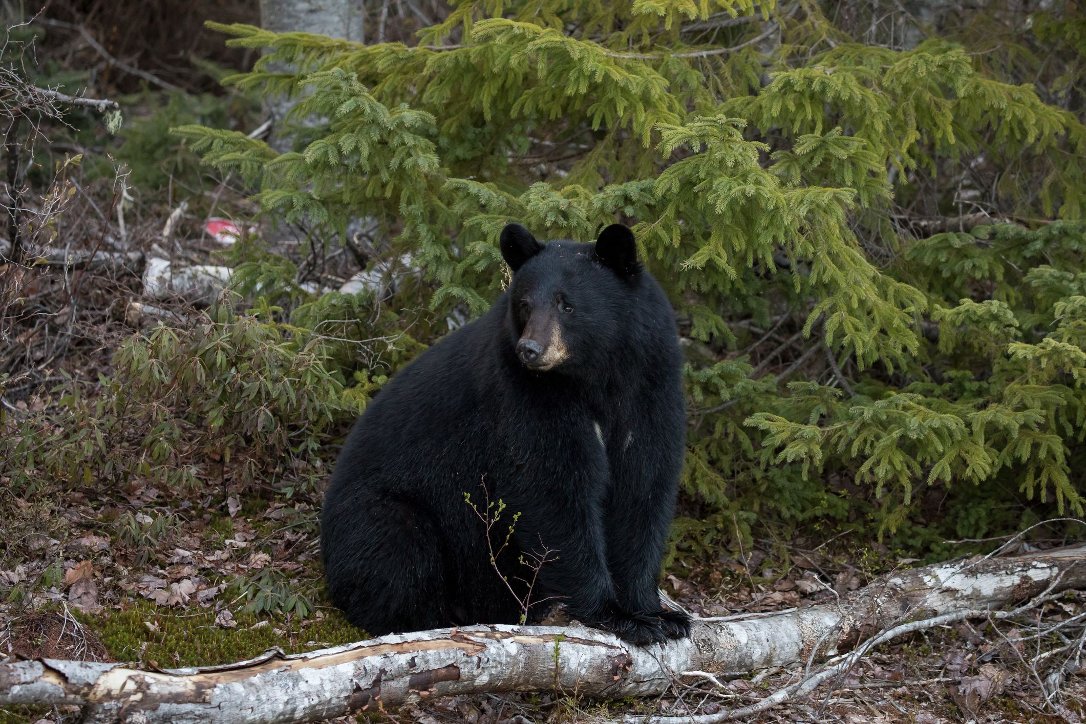 Bear kills worker at remote uranium exploration camp