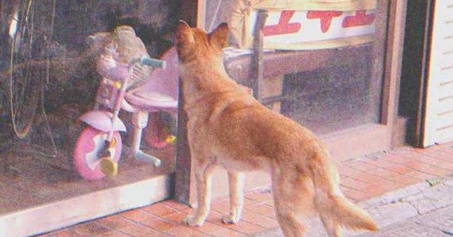 Dog goes to closed store daily then leaves, one evening poor boy ...