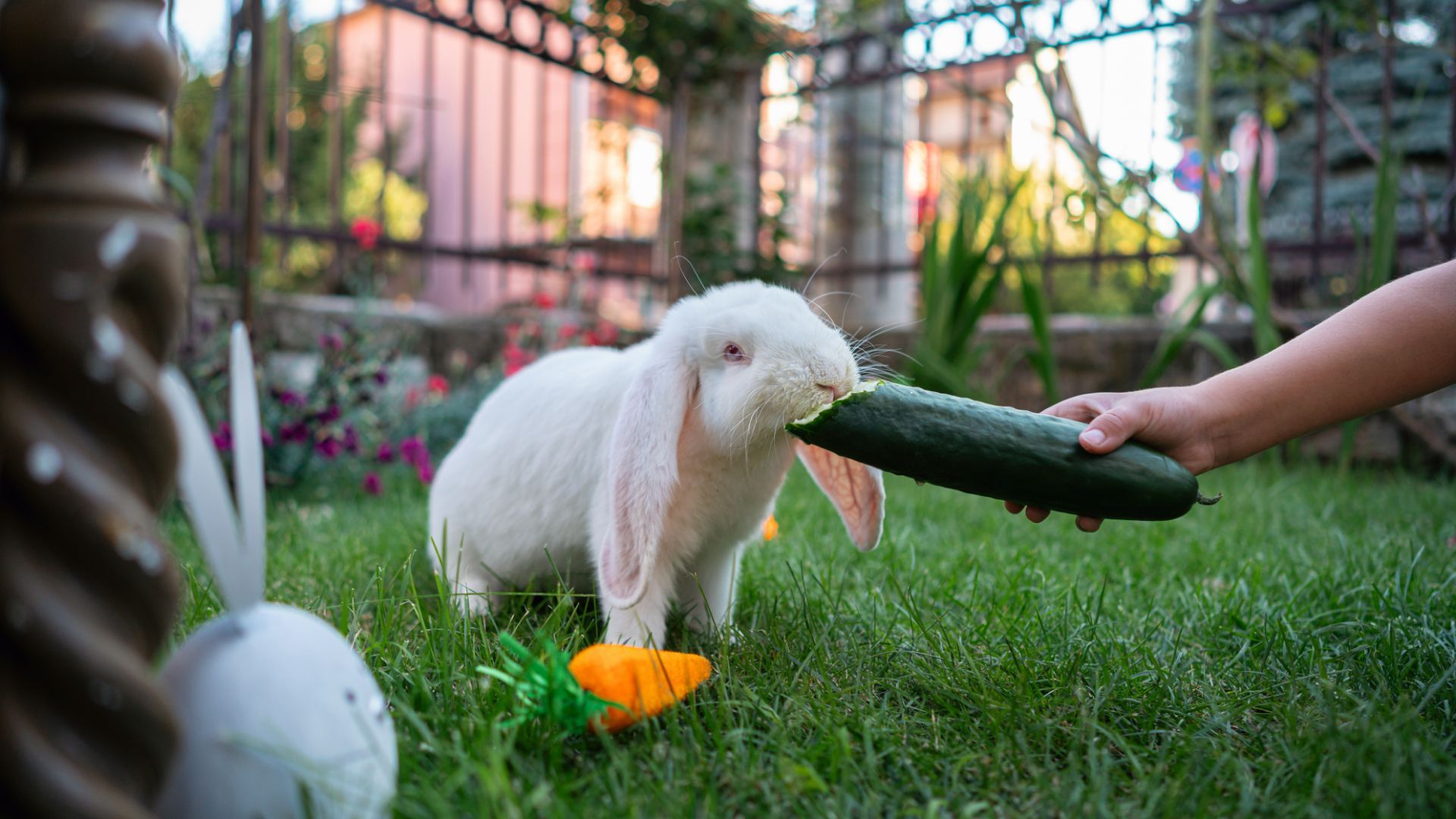 Surprising things rabbits can eat