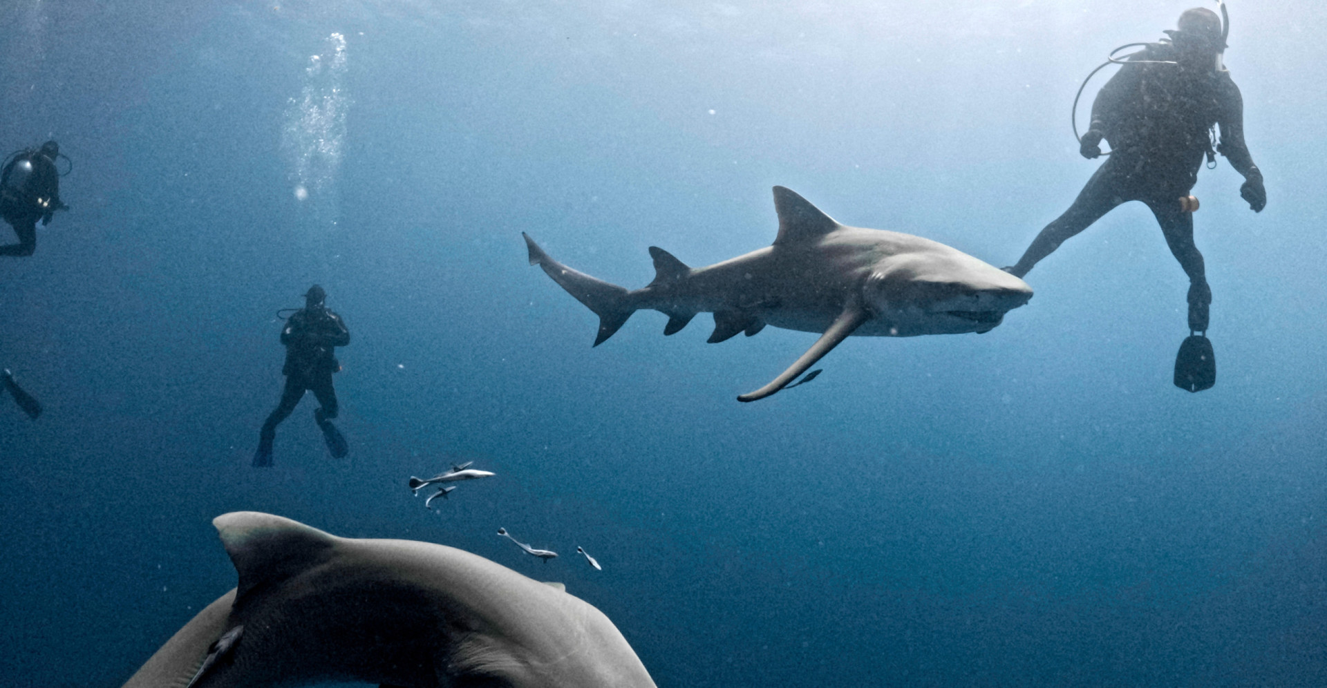 The most dangerous human-eaters
