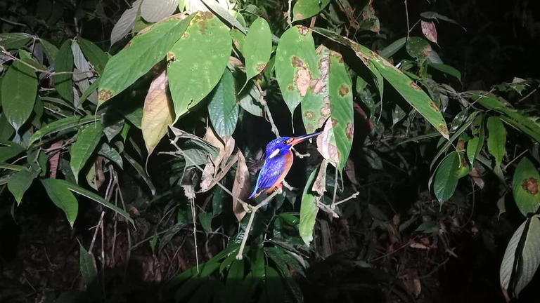 A conservation program is paying people in Borneo cash for wildlife ...