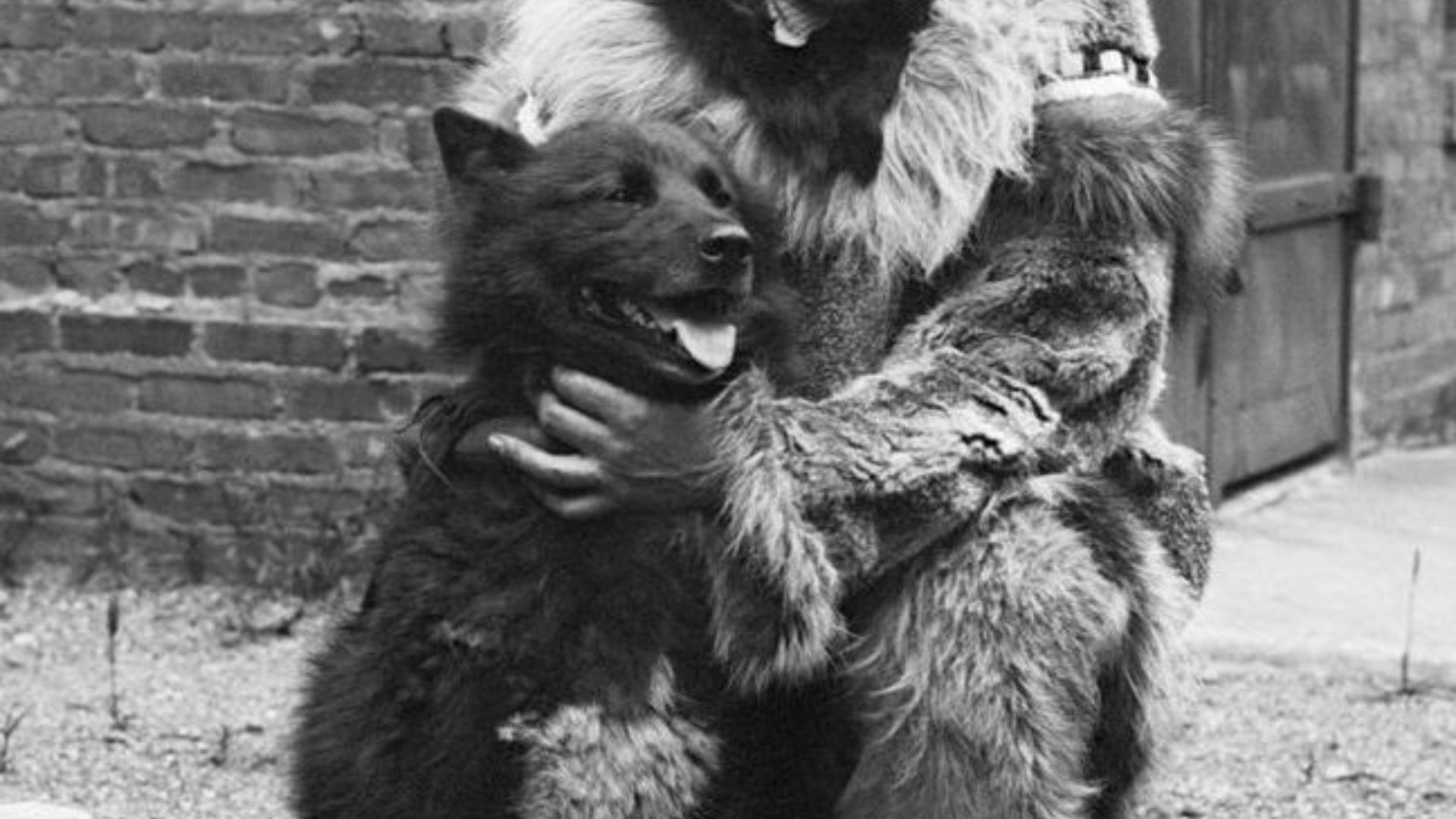 20 most famous dogs in history