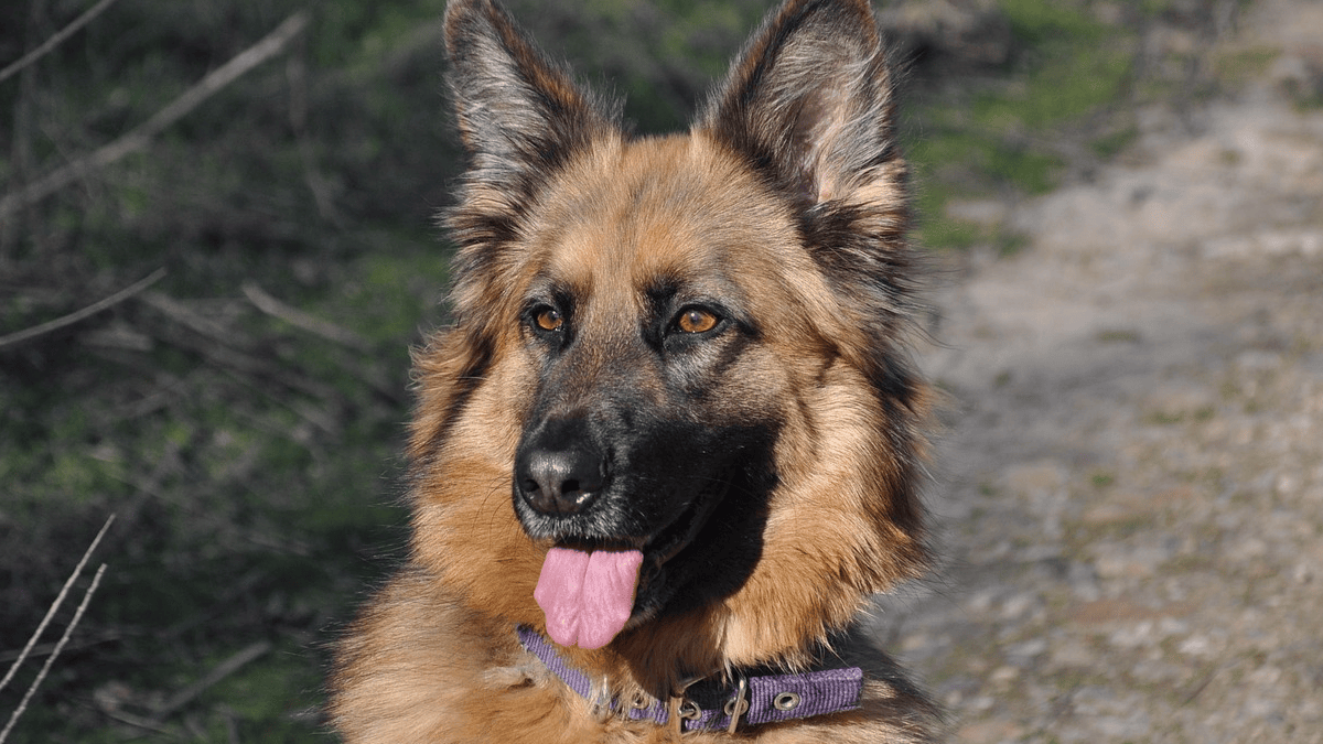 8 things your dog may understand when you talk to them, according to ...