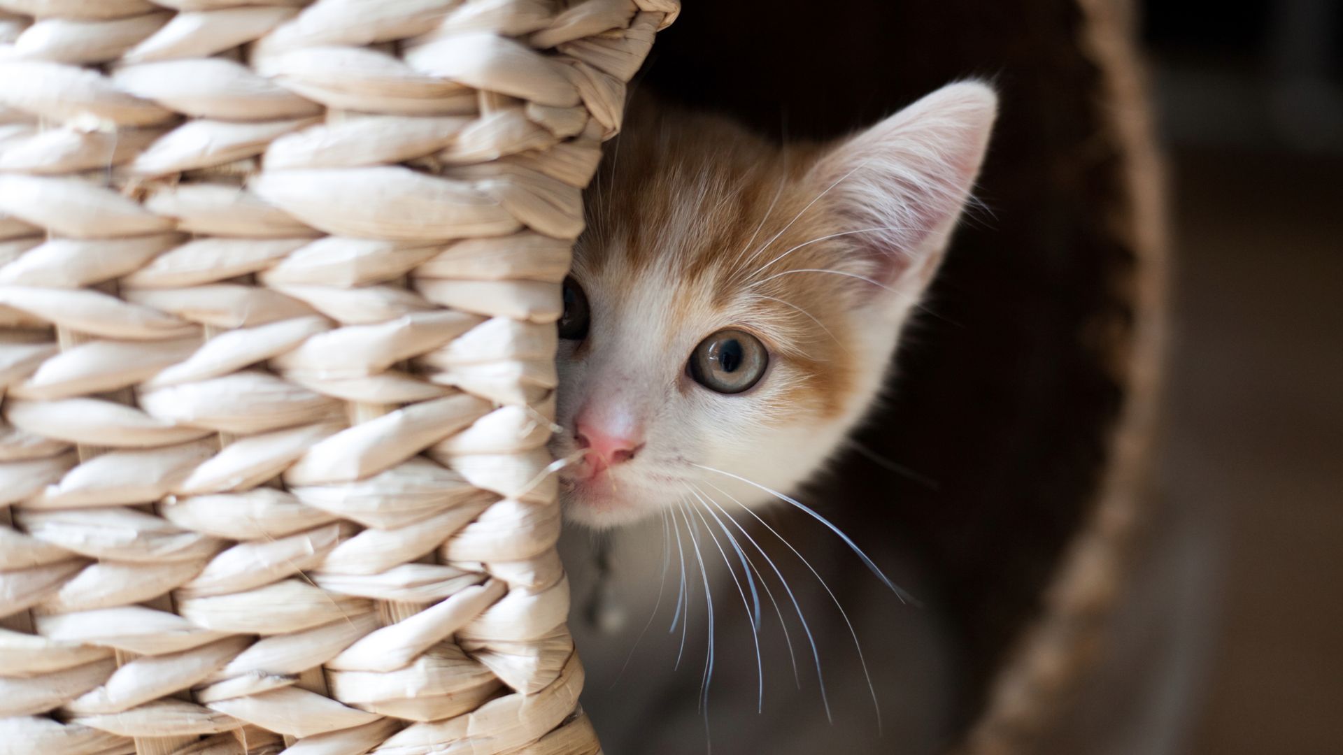 Practical tips to help an anxious cat