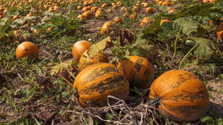 Pumpkin seed oil is the no-cook ingredient for enhancing dishes