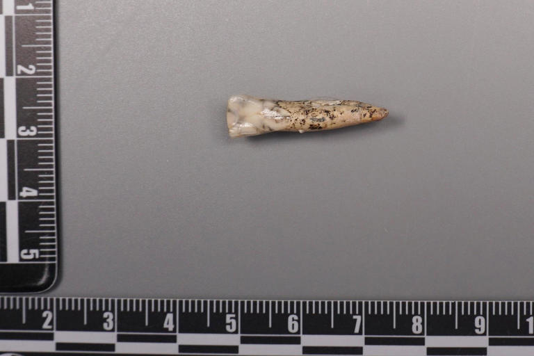 Ancient teeth reveal early humans mated with ancestor Homo erectus