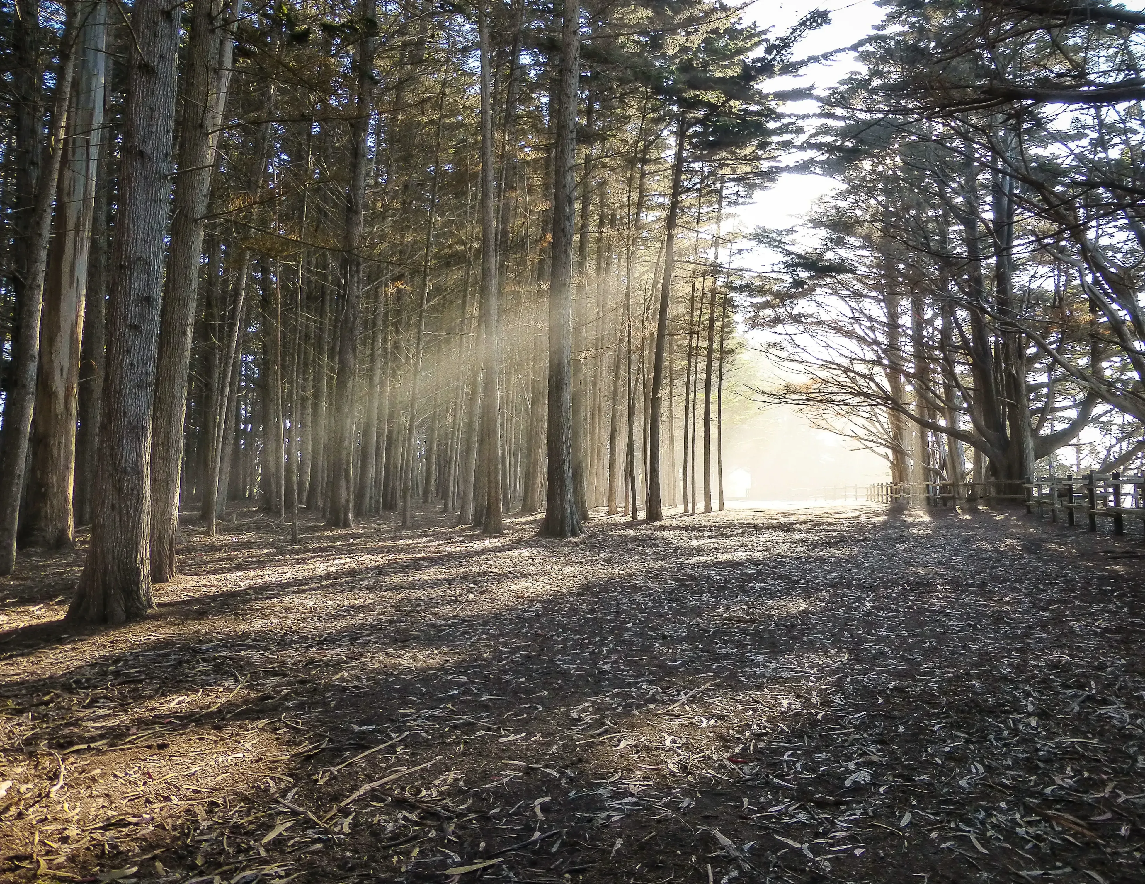 Therapist credits morning sunlight routine with boosting mood and focus