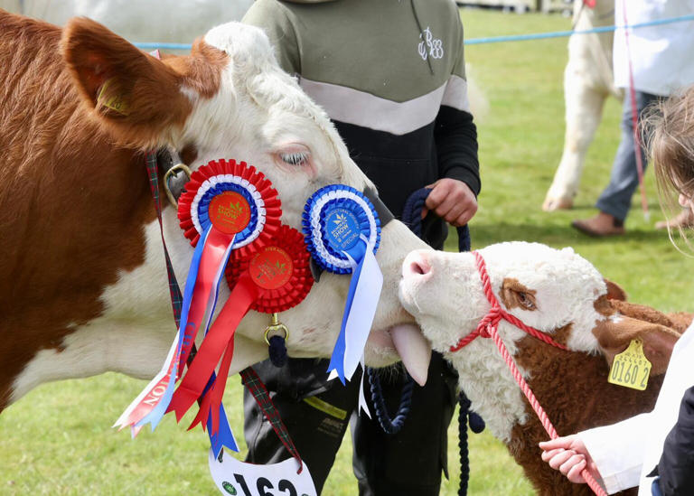 Balmoral Show 2026: Weather fails to dampen buzz as families flock to ...