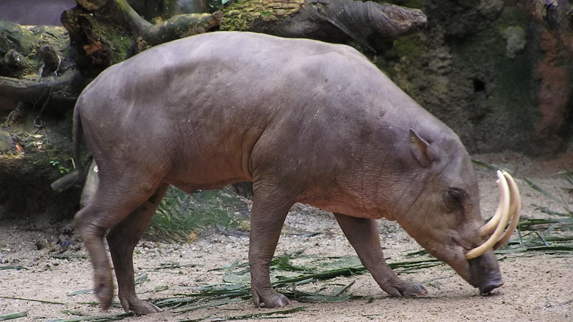 This creature looks harmless - but it can be deadly to humans