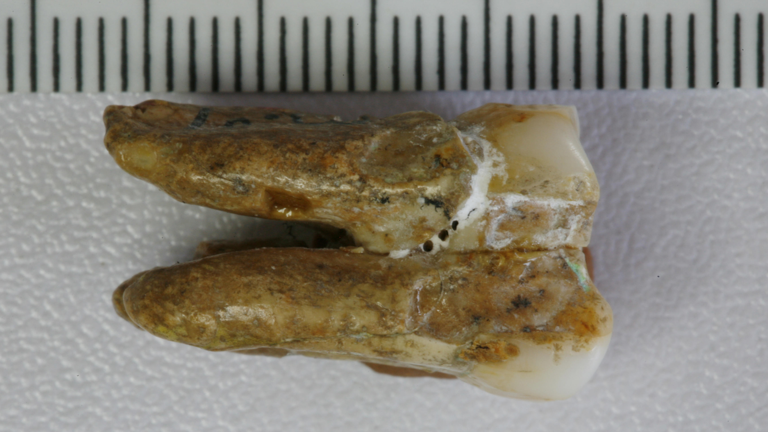 Homo erectus genetic material sequenced for first time shows deep ...