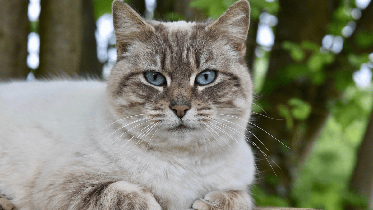 9 signs of lonely cat syndrome and how to avoid it, according to feline ...