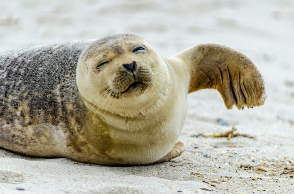 The truth behind sudden animal die-offs in nature