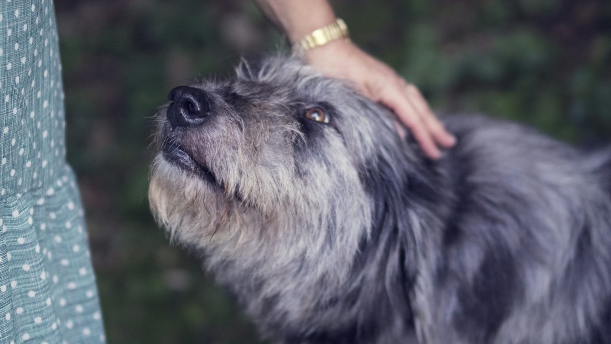 8 habits that make your dog happier without you noticing (and why he ...