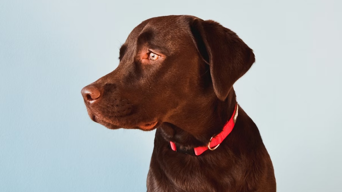 Why dogs sigh so dramatically, according to veterinarians