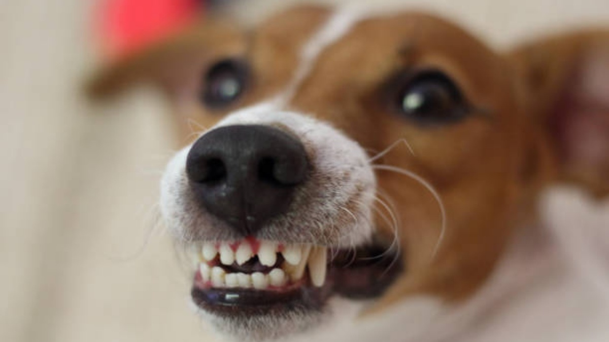 These are the 7 things your dog can't stand, according to canine experts